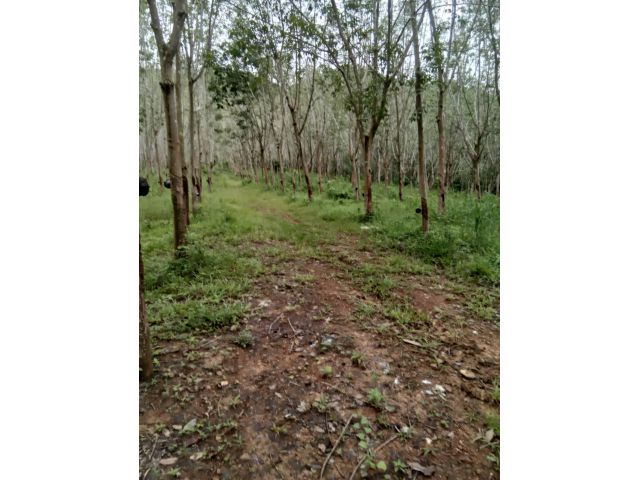 สวนยางพารา 51 ไร่เศษ เขตคลองลอง อำเภอบางสะพาน | ที่ดินร้อยแปด.คอม