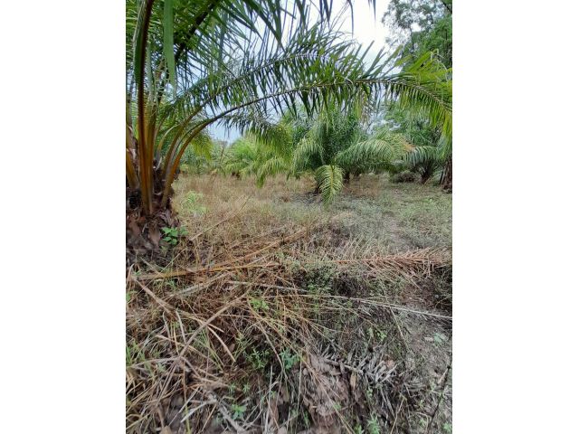 ขายที่ดิน 15-2-92 THB2,359,500 อุ่มจาน, ประจักษ์ศิลปาคม, อุดรธานี | ที่ดินร้อยแปด.คอม