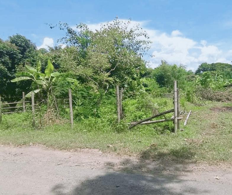 ขายสวนลำใยหน้าติดถนนลาดยางหลังติดลำห้วยน้ำบ่อหลวงสันป่าตอง ที่ดินร้อย