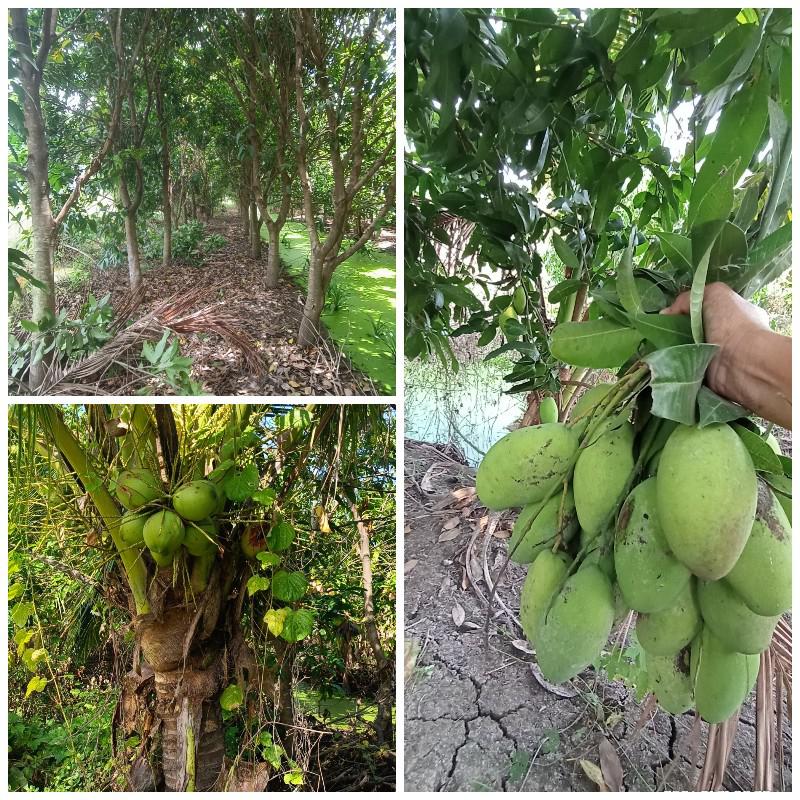 สวนมะม่วง 7 ไร่ 3 งาน ยกแปลง 3,500,000 | ที่ดินร้อยแปด.คอม