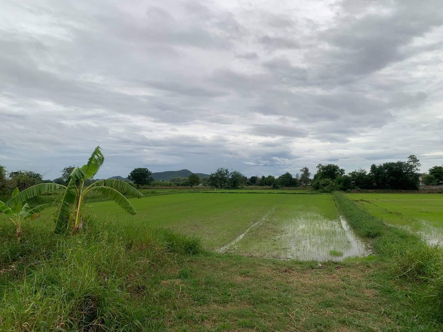 L029 ขายที่นาถมแล้ว เนื้อที่ 5 ไร่ จอมบึง ราชบุรี เหมาะทำบ้านสวน ...