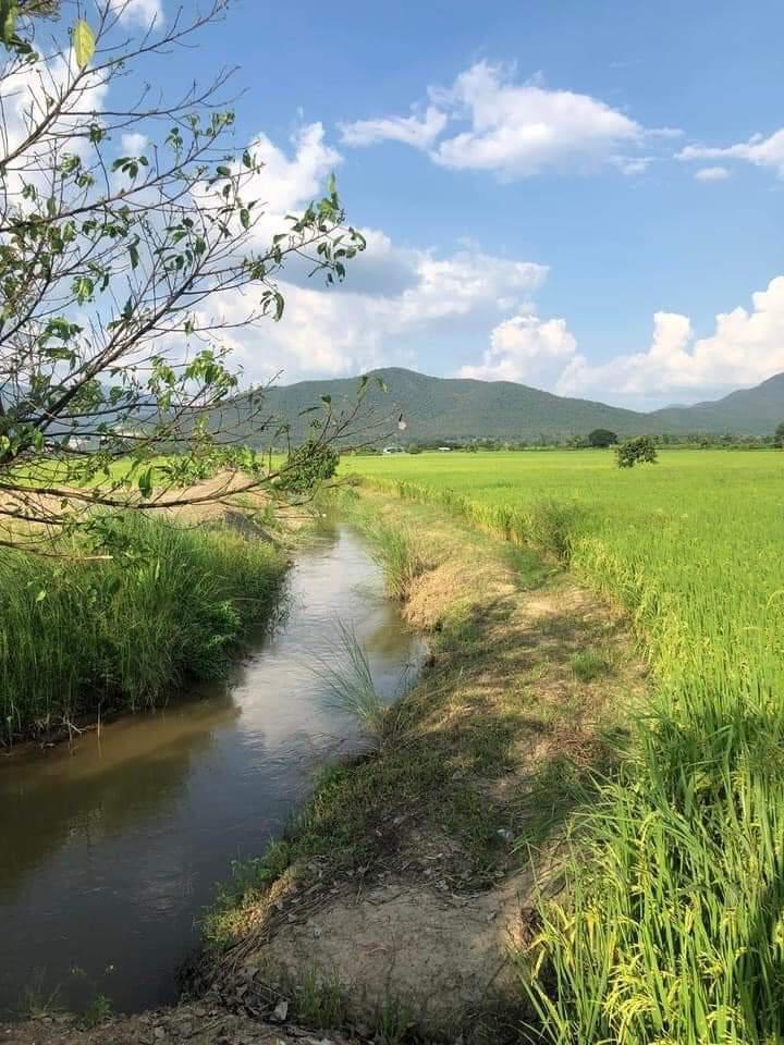 ขายที่นาวิวดอยติดถนนติดลำเหมืองแม่หอพระแม่แตงพร้อมโอน | ที่ดินร้อยแปด.คอม