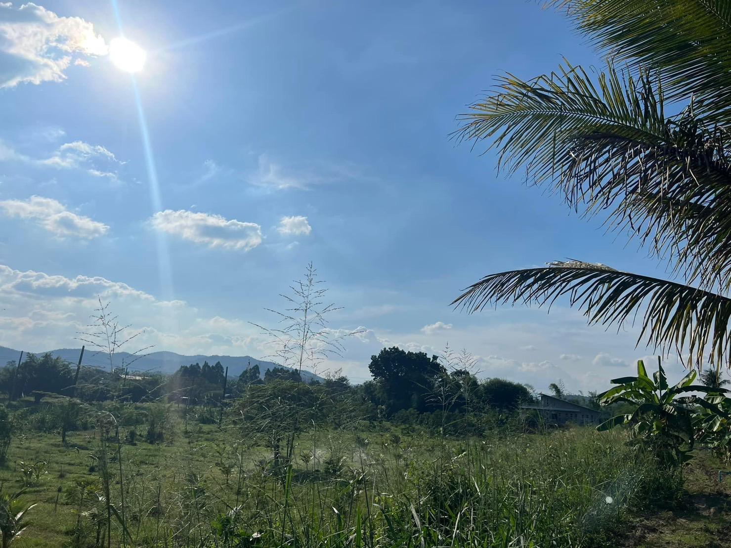 โฉนด2ไร่69ตารางวาเหมาะทำบ้านสวน.การเกษตร.ดินดีมาก.ขายยกแปลง220,000บาท ...