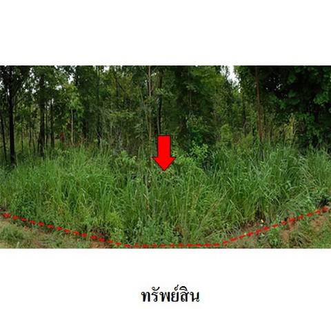 ขายที่ดินว่างเปล่า ต.รอบเมือง อำเภอ เมืองชัยภูมิ จังหวัด ชัยภูมิ ...